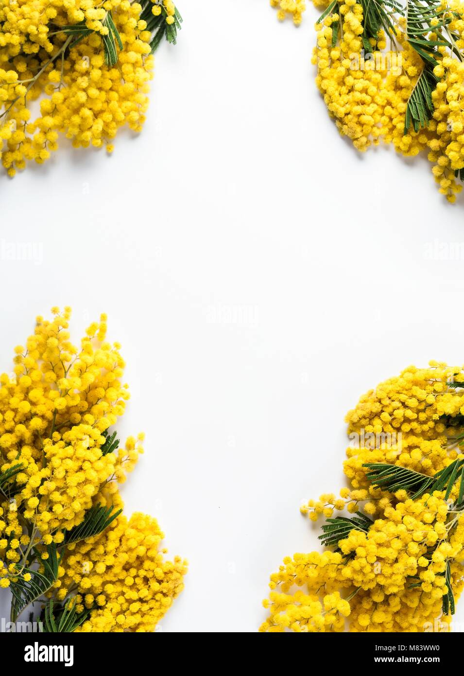 Arrière-plan de Mimosa jaune, le symbole du printemps et la Journée ...