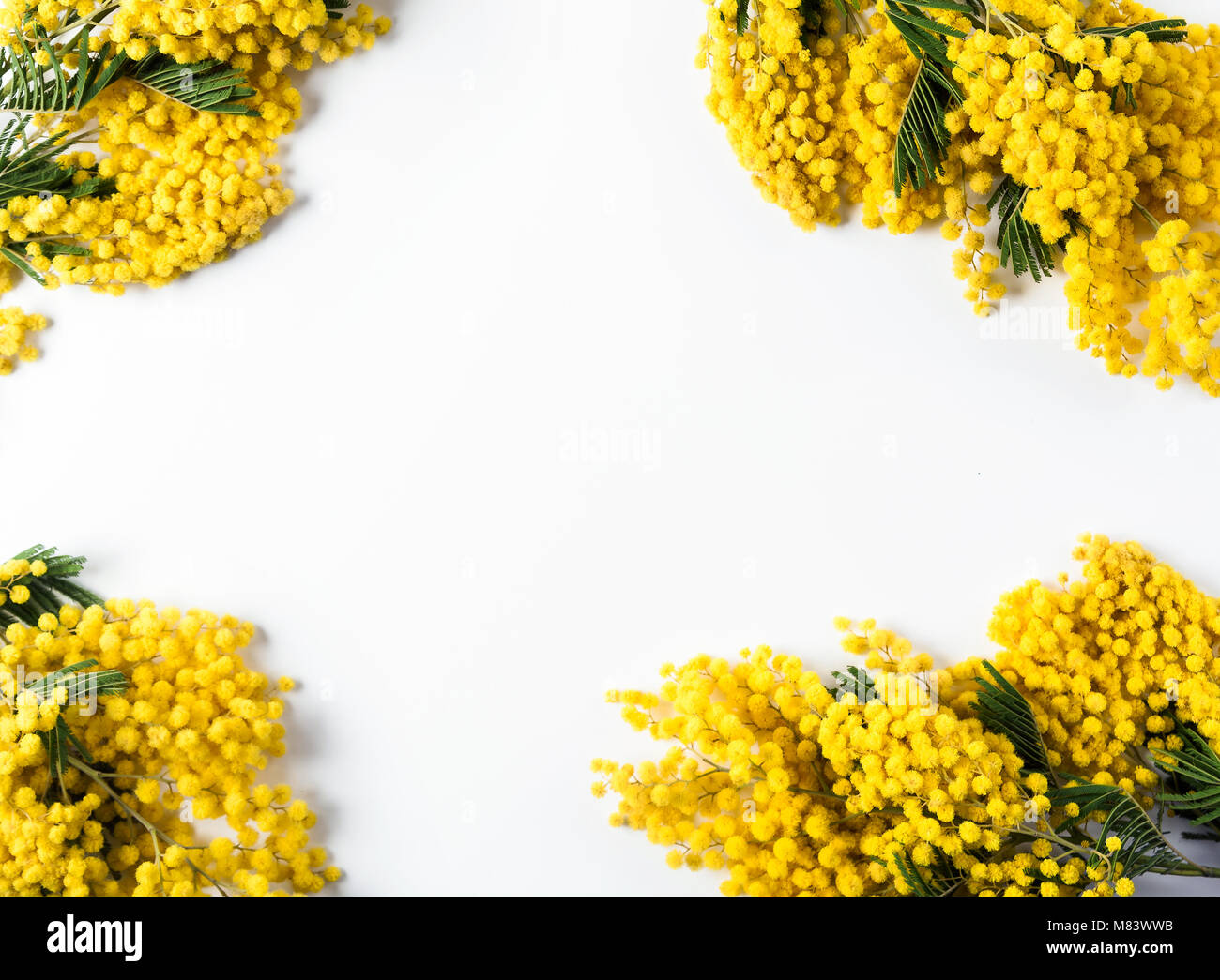 Arrière-plan de Mimosa jaune, le symbole du printemps et la Journée ...