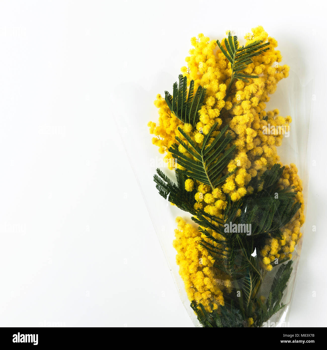 Bouquet de Mimosa jaune sur fond blanc, le symbole du printemps et la ...