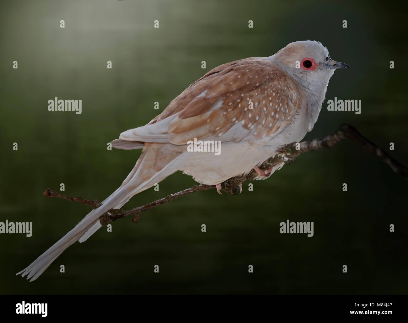 Colombes de diamant Banque de photographies et d’images à haute ...