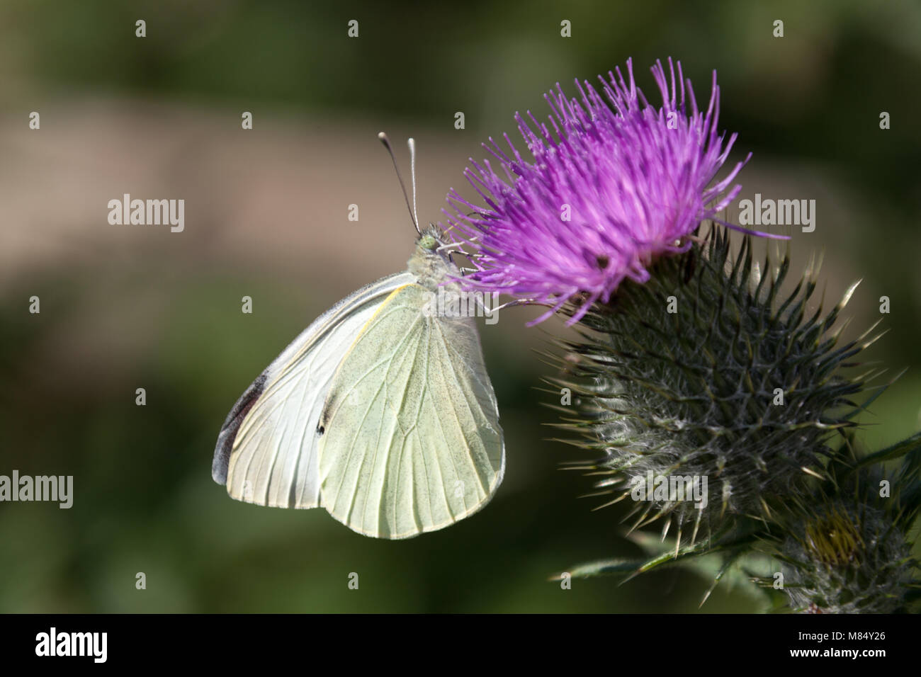Un papillon blanc de chou Banque de photographies et d’images à haute ...