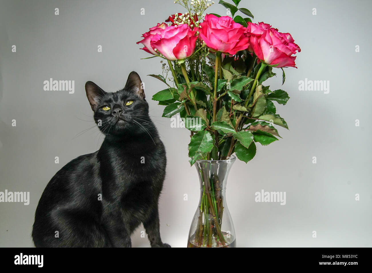 Fleurs de chat Banque de photographies et d’images à haute résolution ...