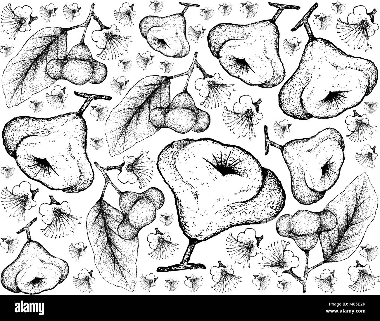 Syzygium samarangense Banque d'images vectorielles - Alamy Syzygium samarangense Banque d'images vectorielles - Alamy