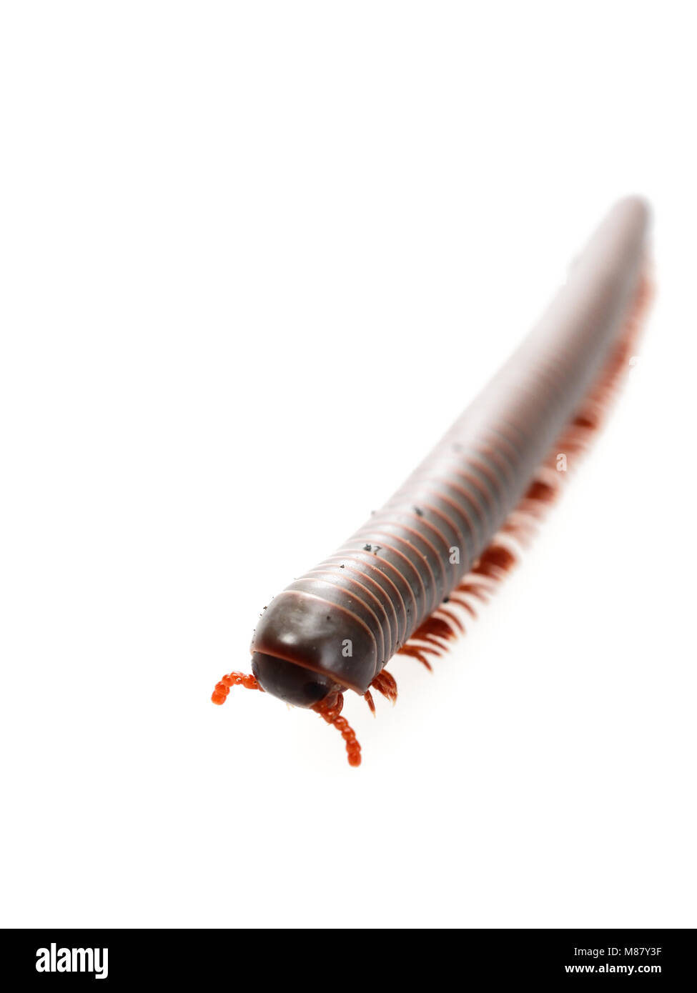 Mille-pattes, insectes à long corps et de jambes ressemblent à des ...