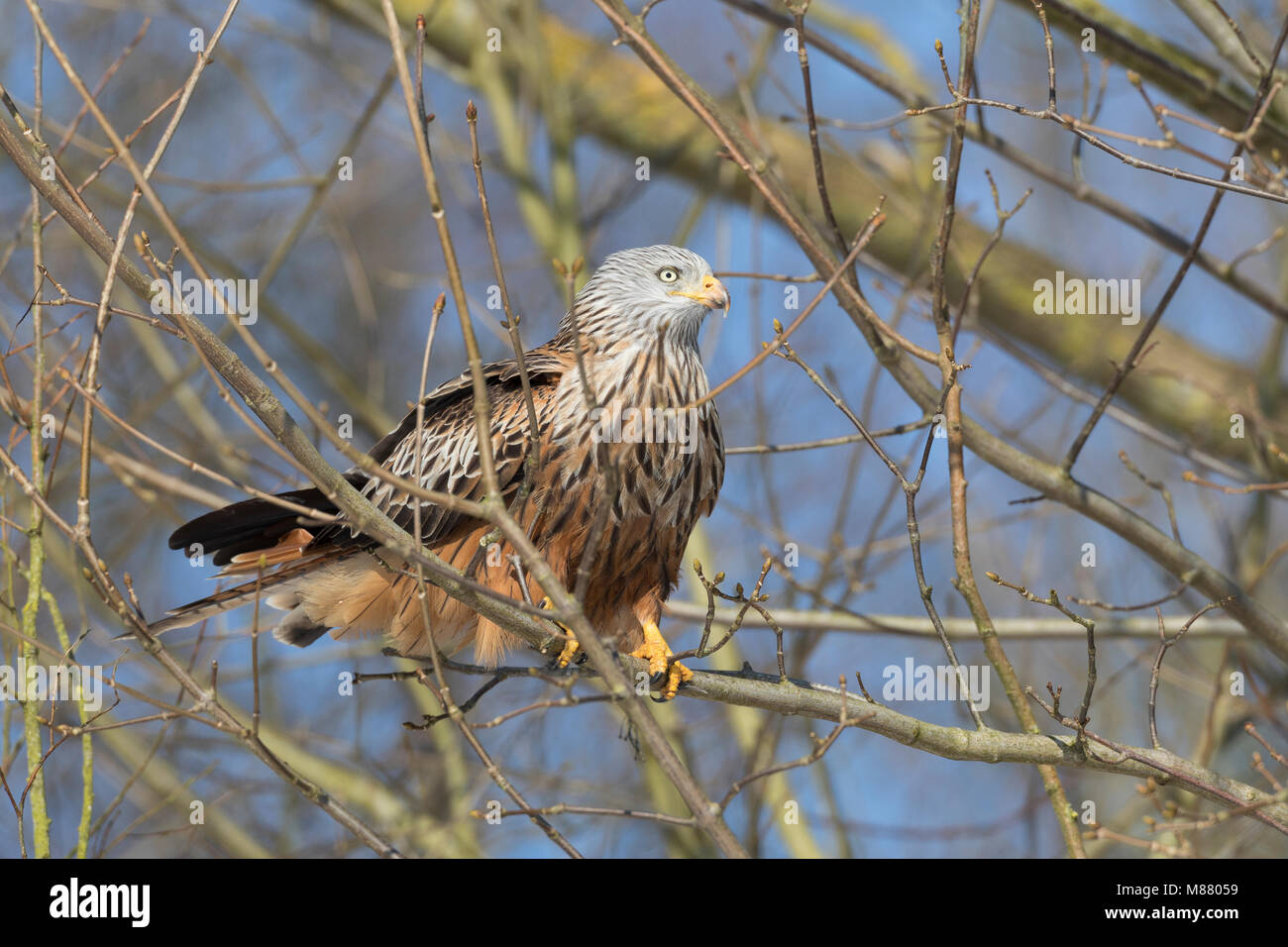 Le Milan Royal Banque d'image et photos - Alamy