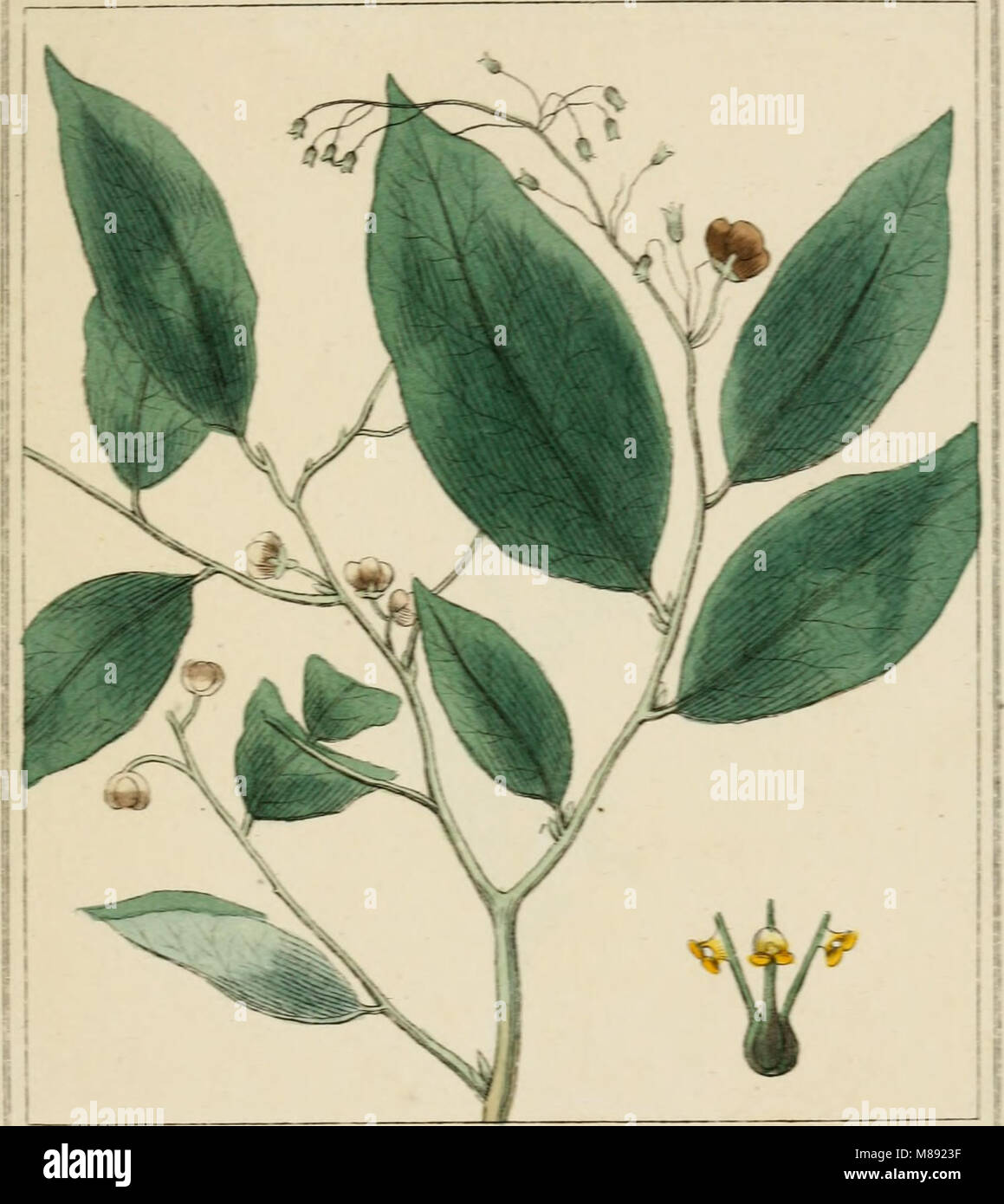 Éléments de la science de la botanique, comme établi par Linné ; avec ...