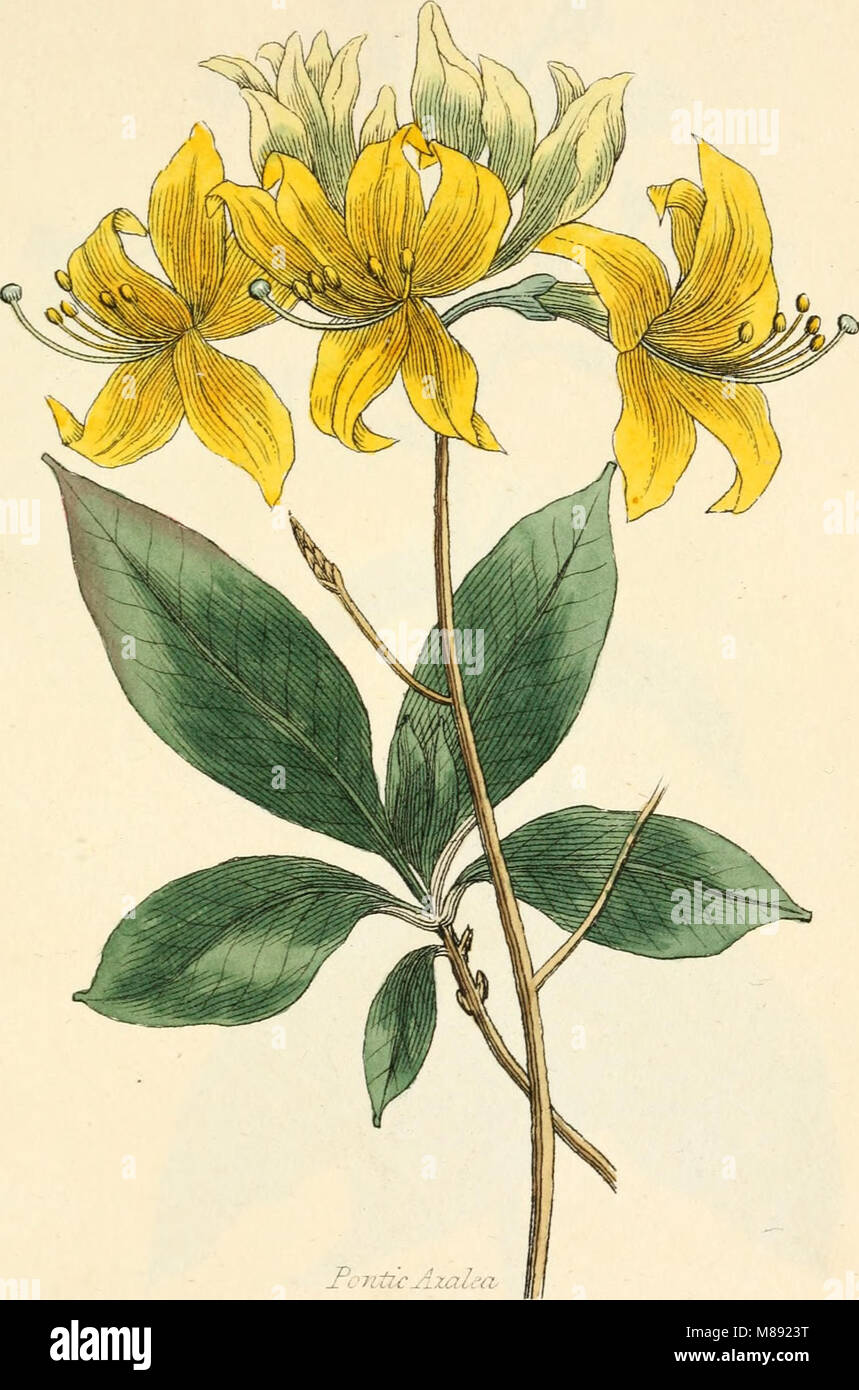 Éléments de la science de la botanique, comme établi par Linné ; avec ...