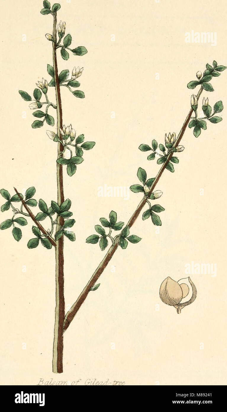 Éléments de la science de la botanique, comme établi par Linné ; avec ...