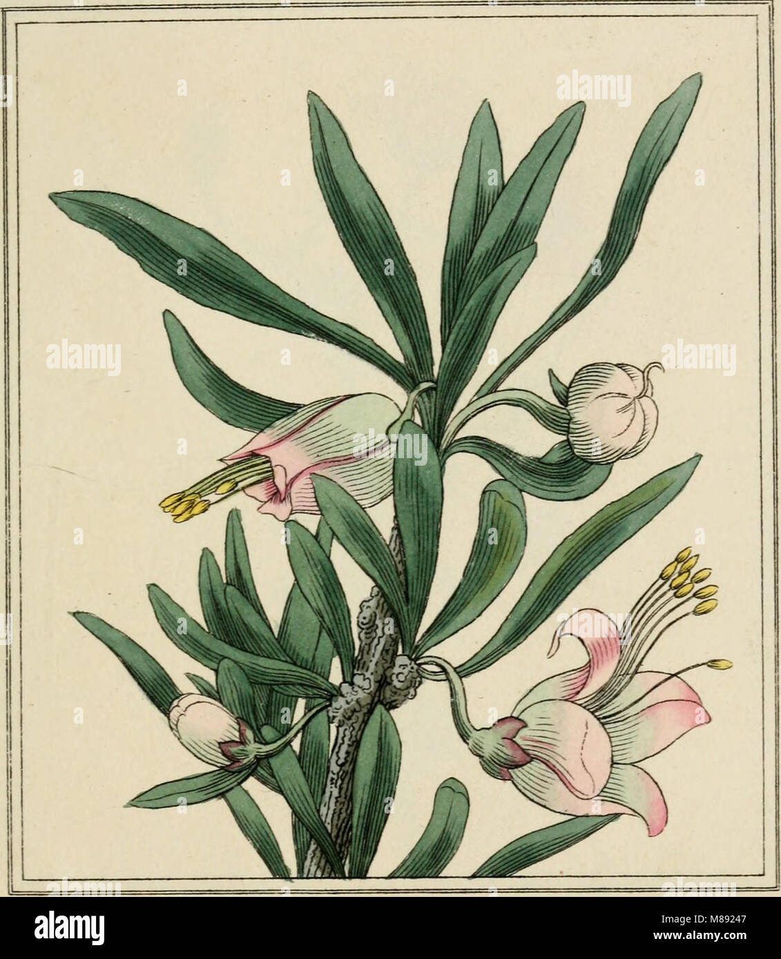 Ce travail de 1812 décrit les principes fondamentaux de la botanique ...