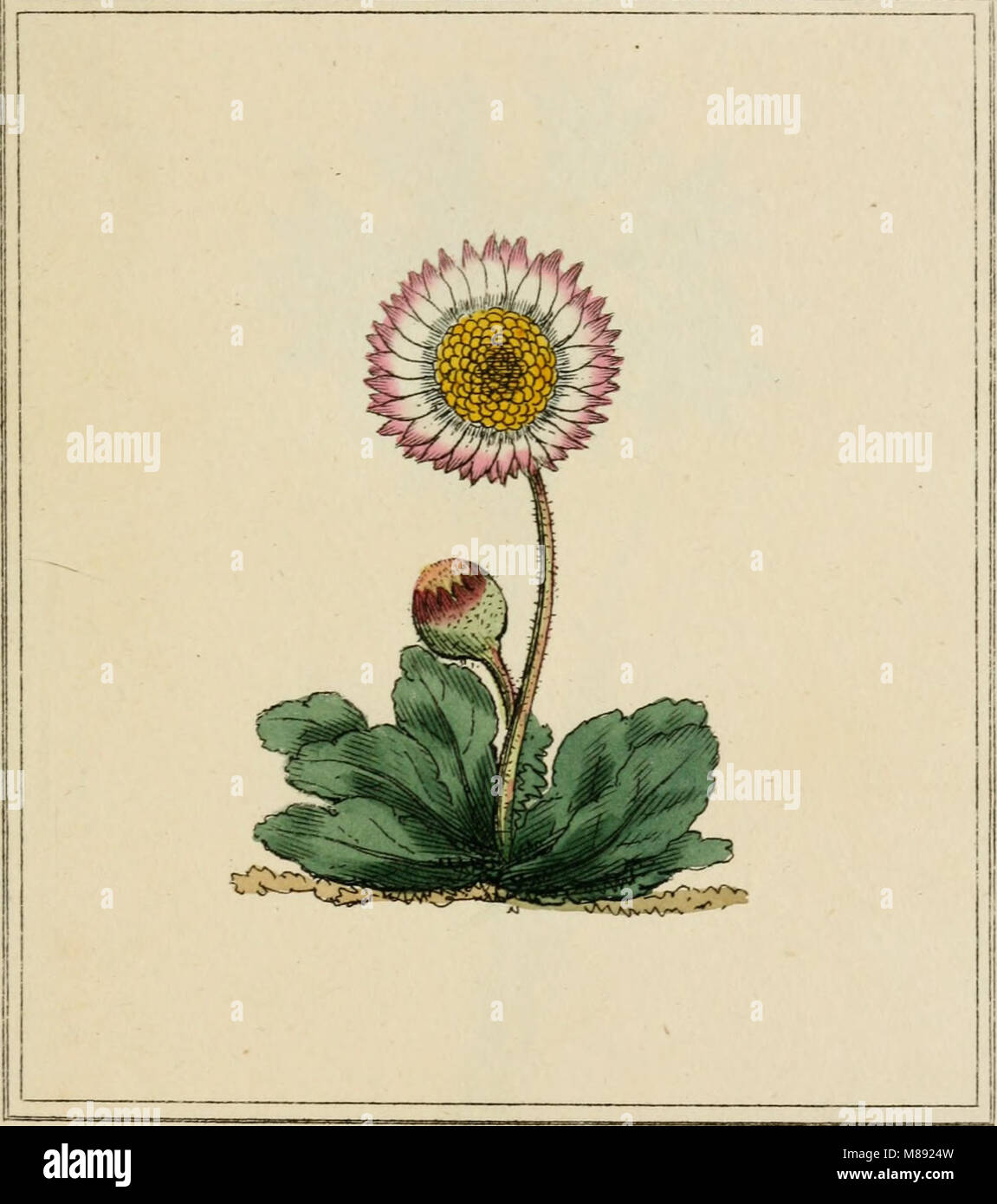 Éléments de la science de la botanique, comme établi par Linné ; avec ...