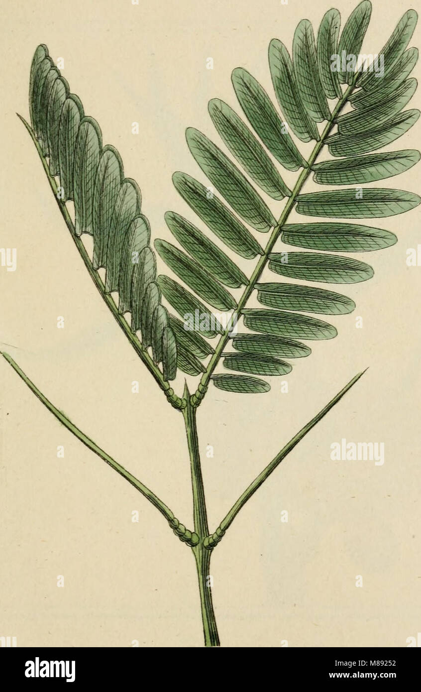 Ce travail de 1812 décrit les principes de botanique établis par Linné ...