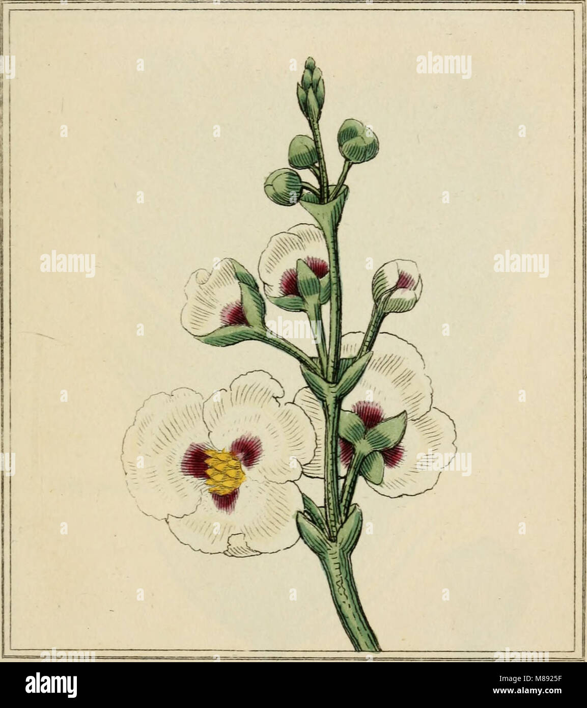 Éléments de la science de la botanique, comme établi par Linné ; avec ...