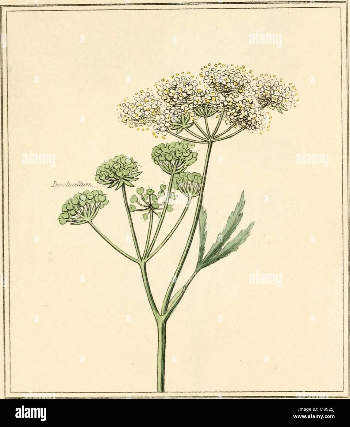 Éléments de la science de la botanique, comme établi par Linné ; avec ...