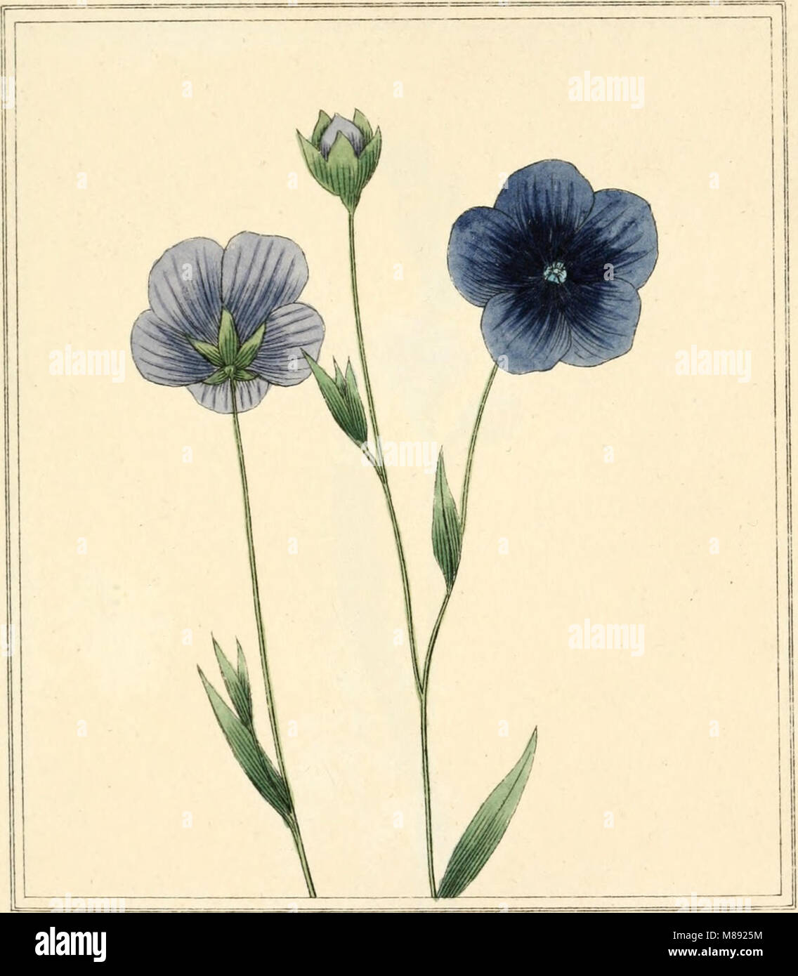 Éléments de la science de la botanique, comme établi par Linné ; avec ...