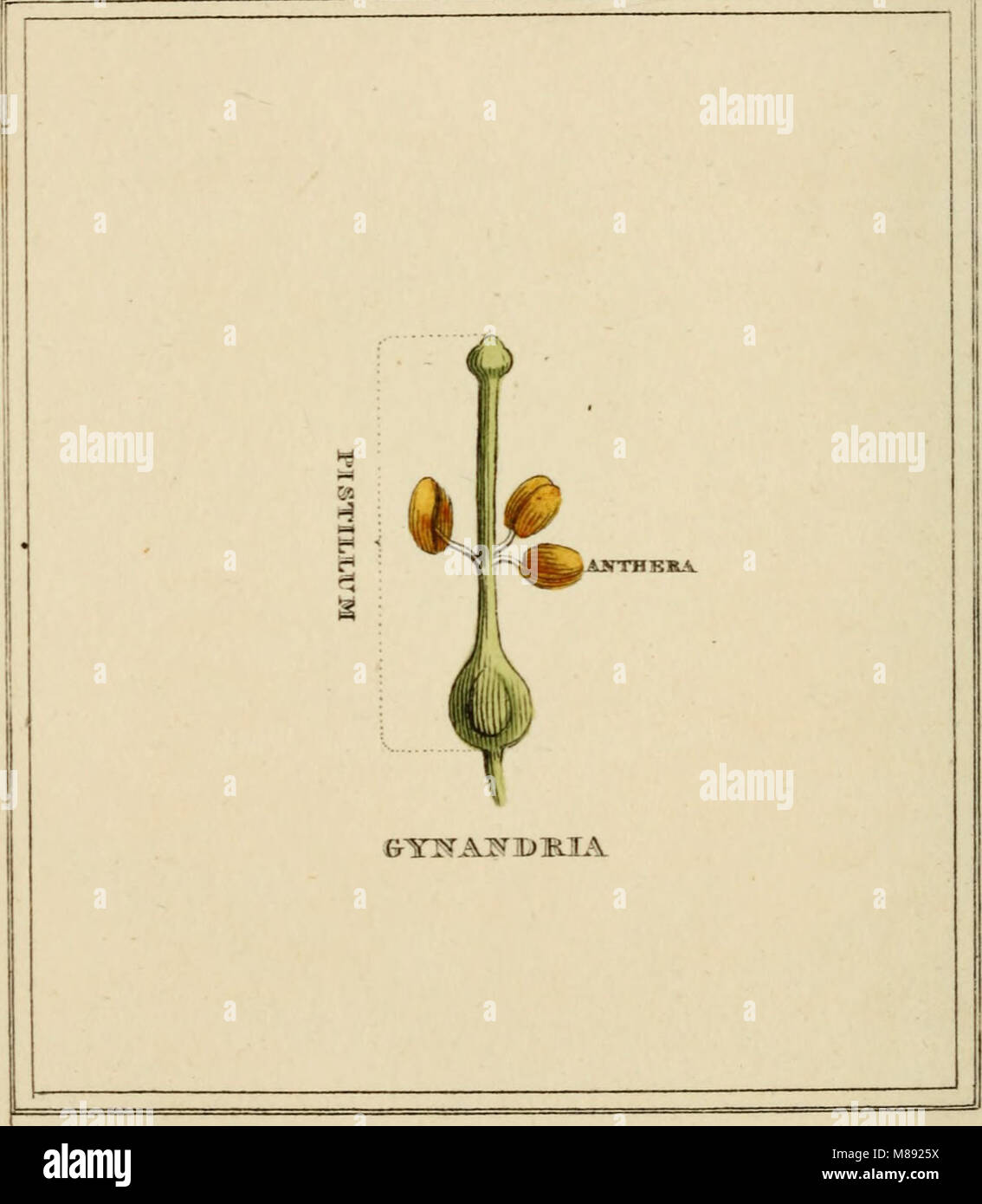 Éléments de la science de la botanique, comme établi par Linné ; avec ...