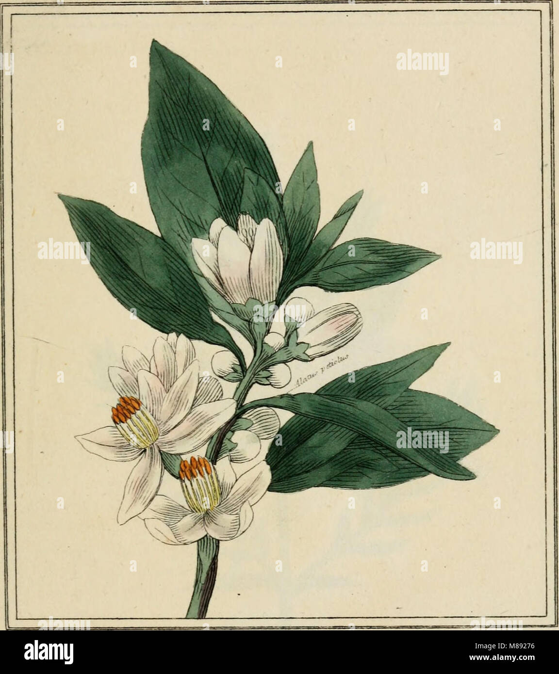 Éléments de la science de la botanique, comme établi par Linné ; avec ...