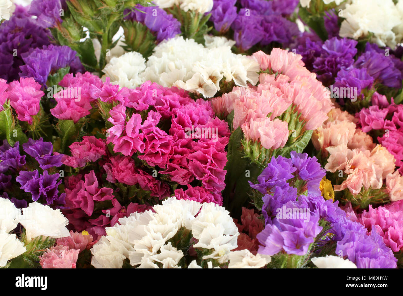 Statice blanc Banque de photographies et d’images à haute résolution ...