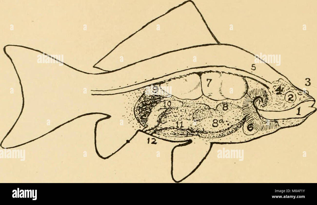 Races de poissons rouges et autres poissons d'aquarium, leur ...