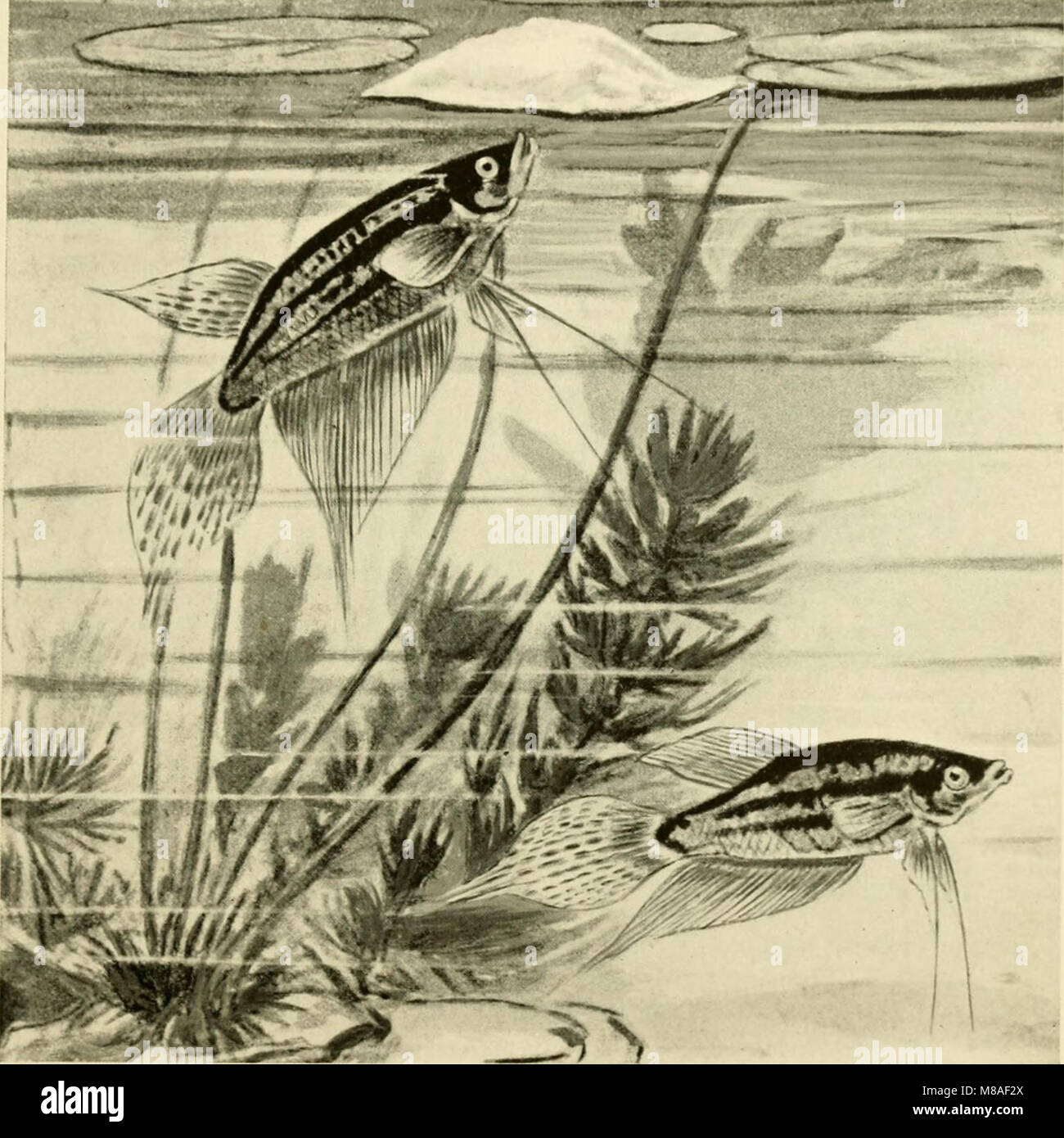 Les variétés de poissons rouges et les poissons d'aquarium tropicaux ...