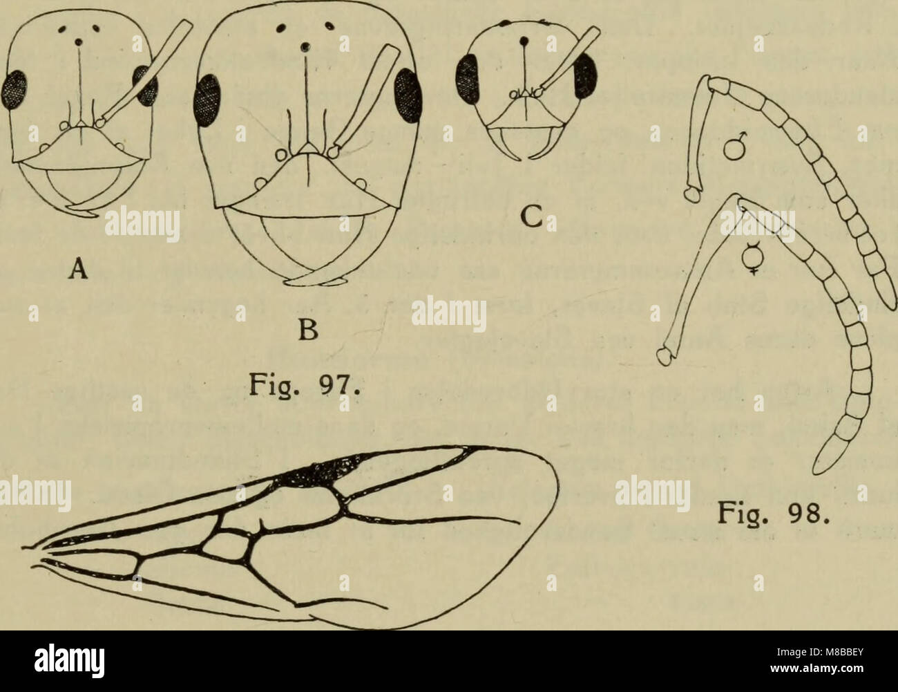 'Danmarks Fauna ; Illustrerede HaandbÃ¸ger over Den Danske Dyreverden ...