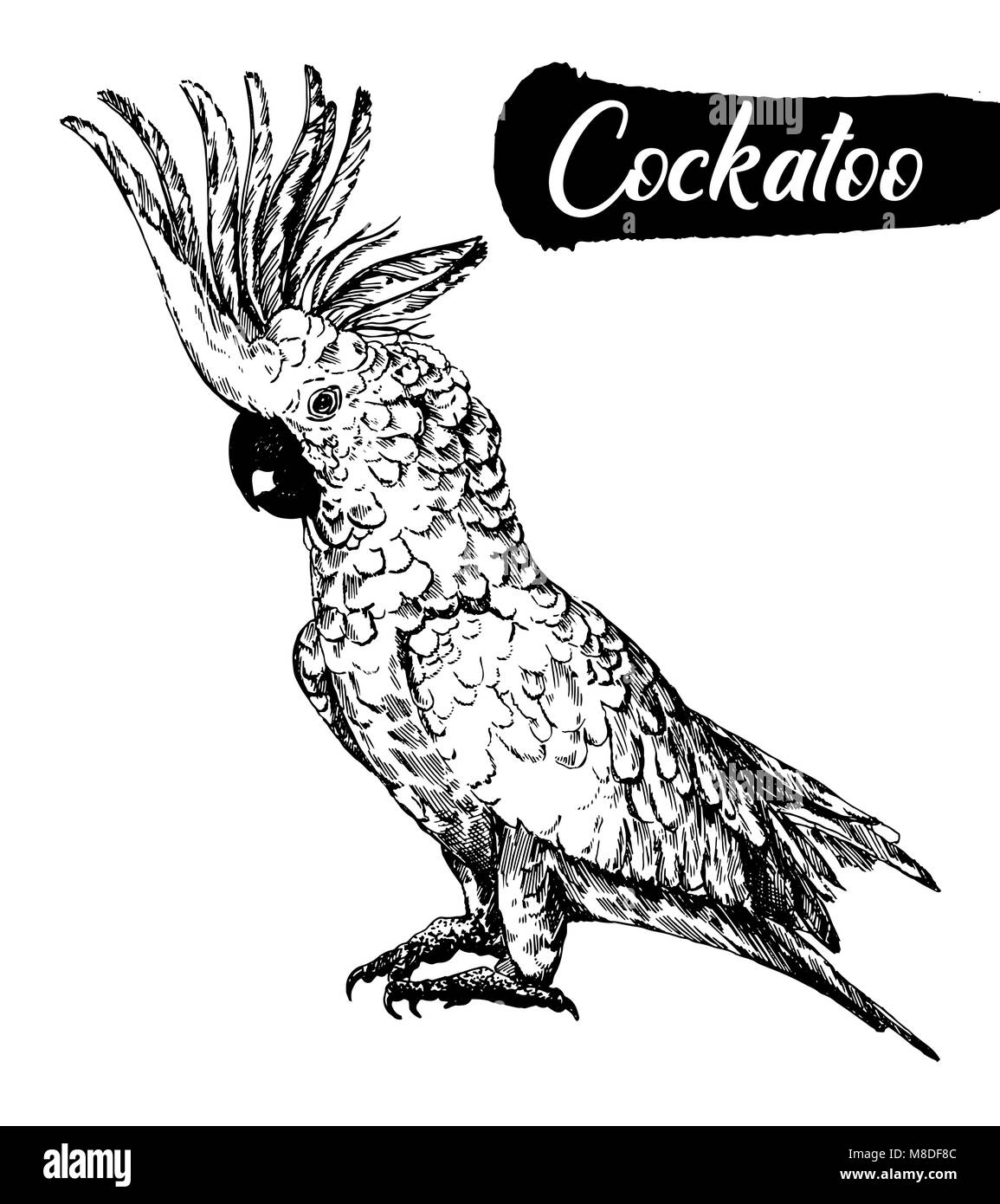Croquis dessinés à la main, de cacatoès Parrot. Vector illustration ...