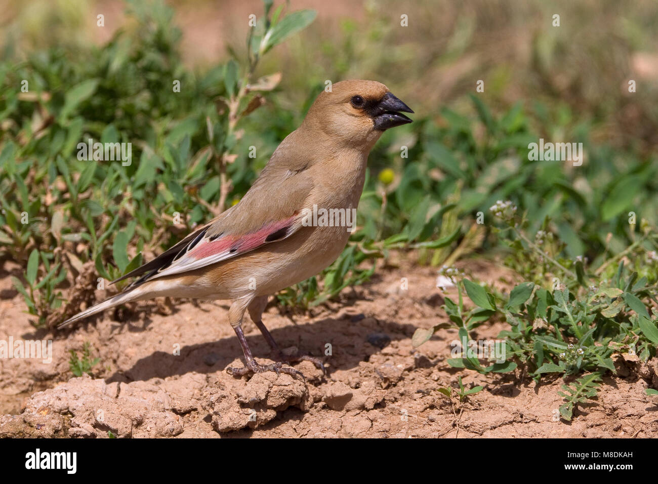 Desert finch Banque de photographies et d’images à haute résolution - Alamy