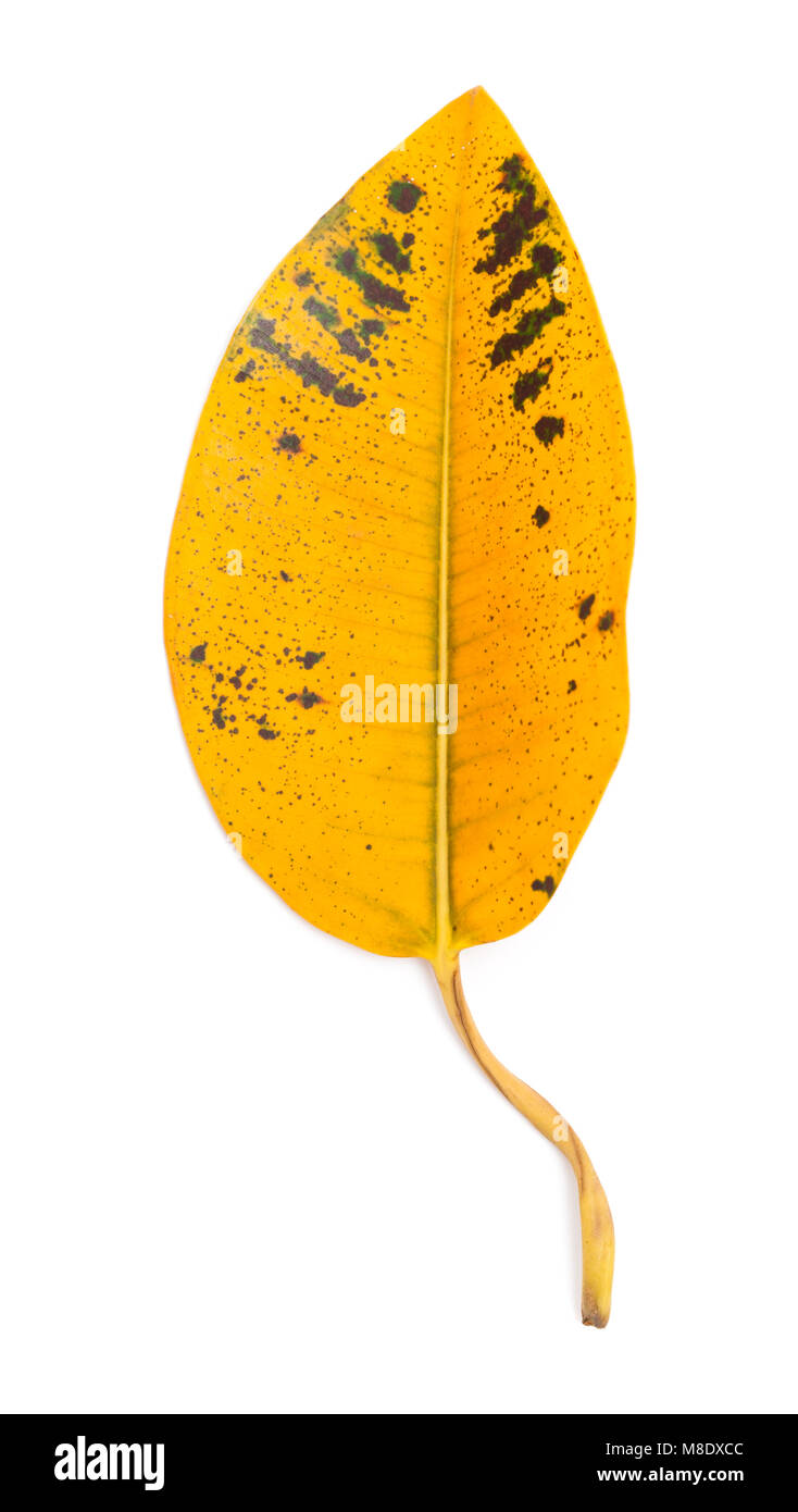 En ficus Banque de photographies et d’images à haute résolution - Alamy