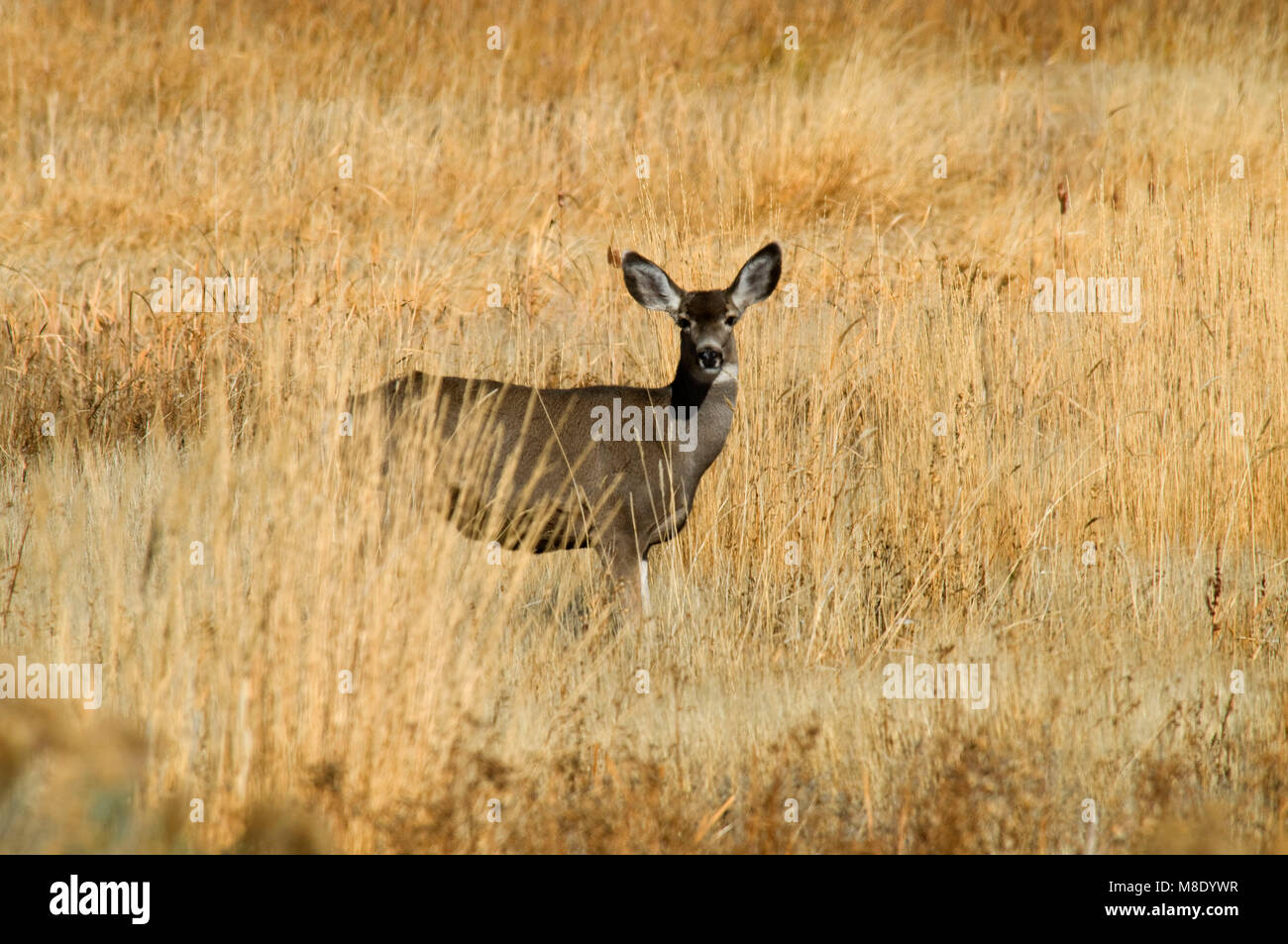 Refuge national de la faune modoc Banque de photographies et d’images à ...