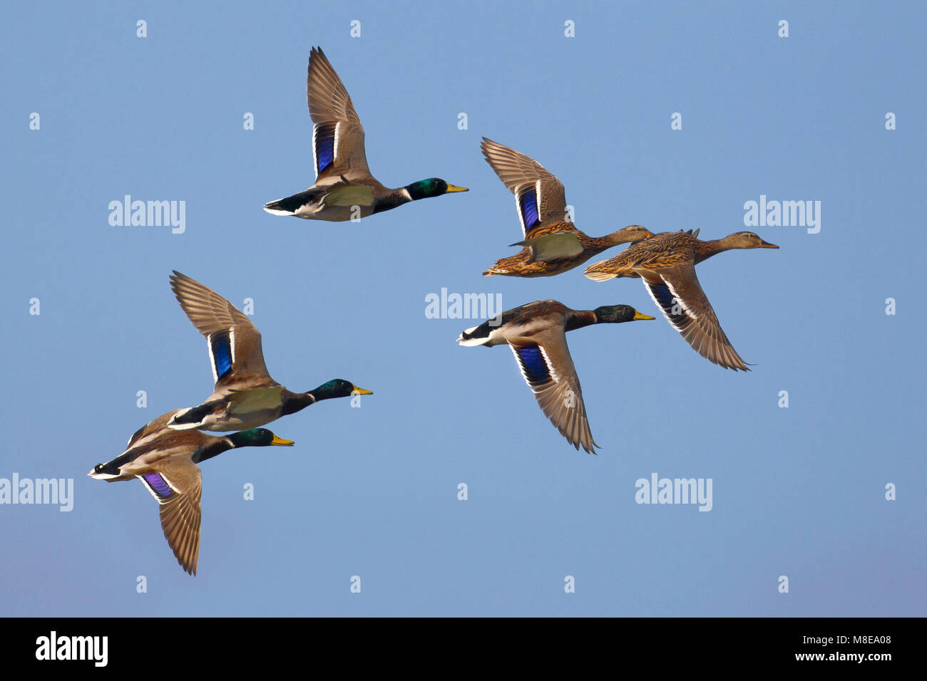 Groep Wilde dans Eenden de viaje en avión ; Groupe de Canards colverts ...