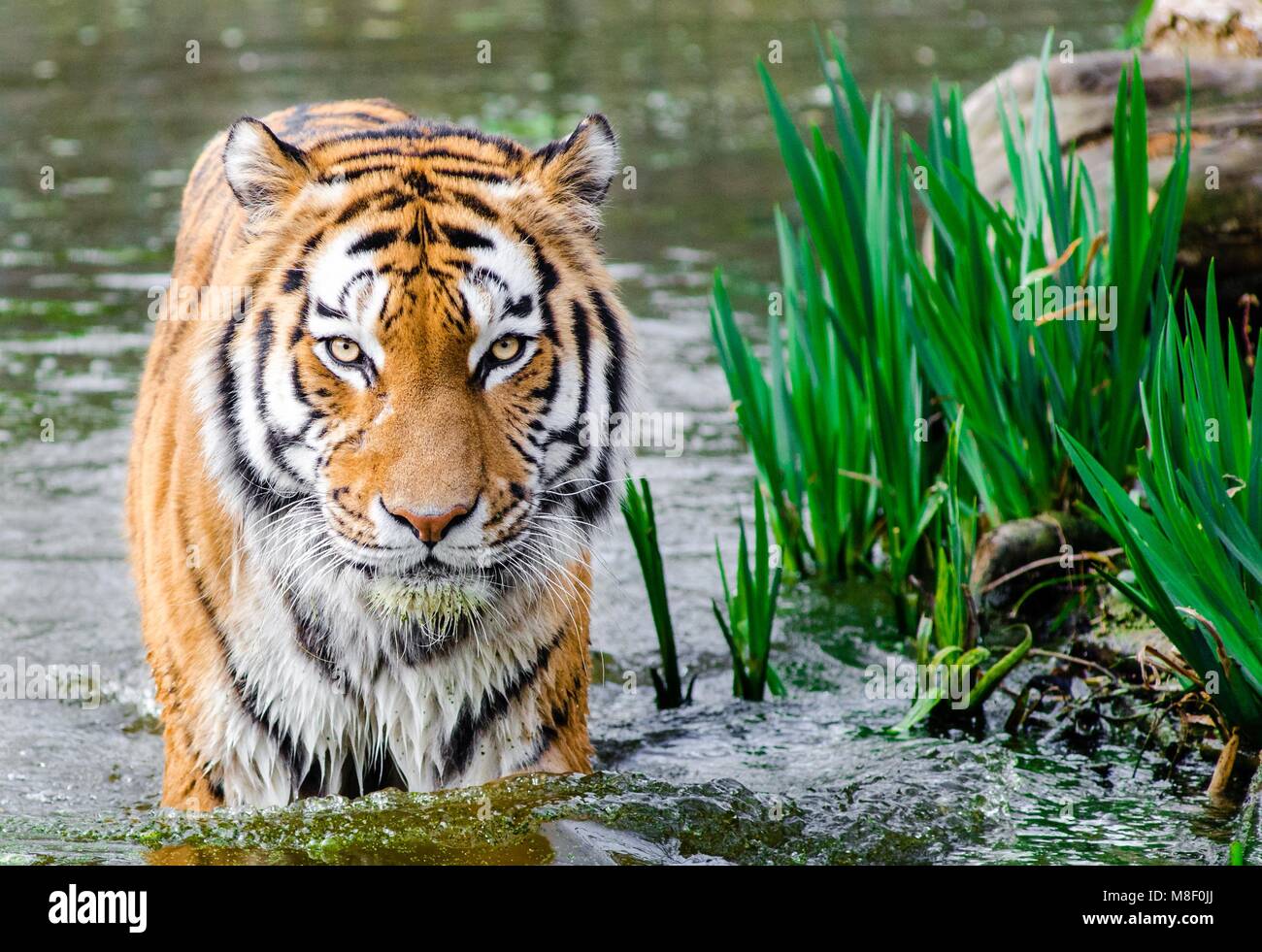 Tigre du bengale en train de manger Banque de photographies et d’images ...