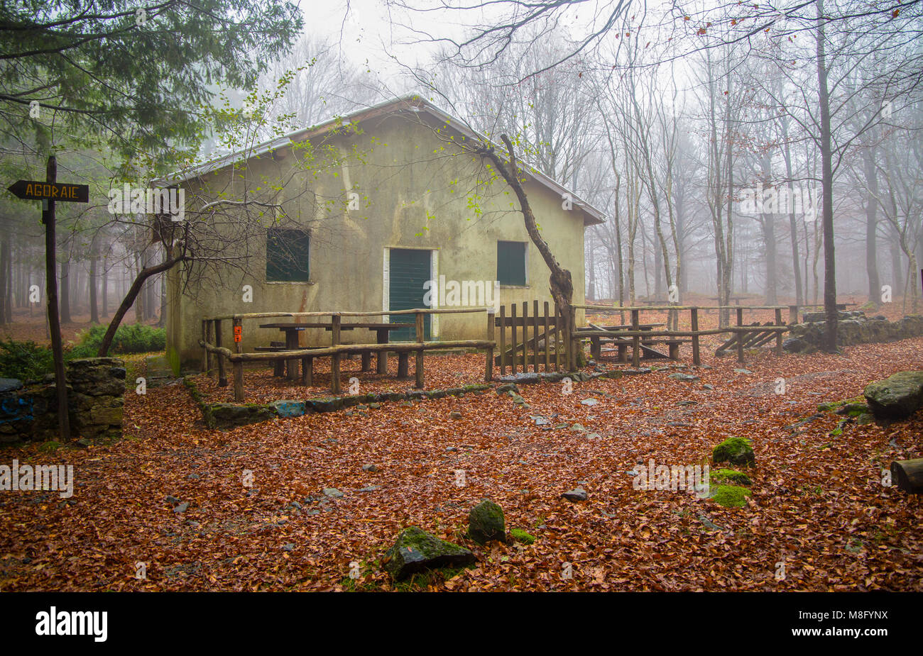 Maison isolée dans la forêt de hêtres bois // ancienne maison / maison ...
