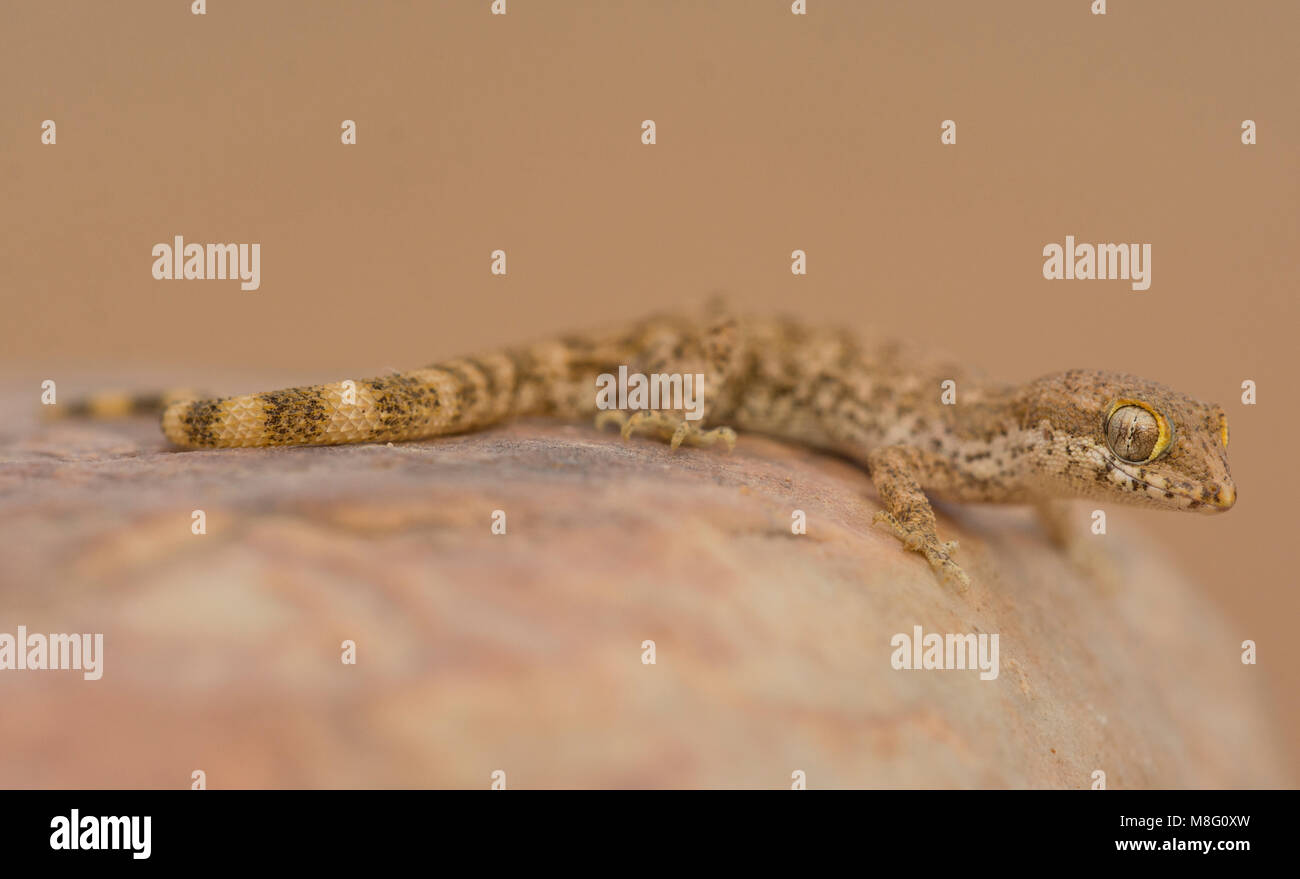 Gecko algérien dans le désert saharien occidental du maroc Banque de ...