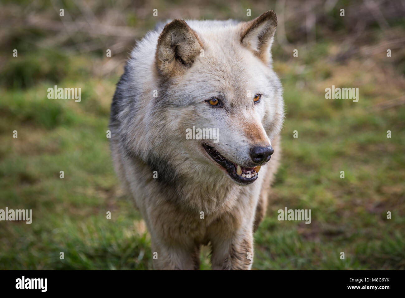 Croc De Loup Banque d'image et photos - Alamy
