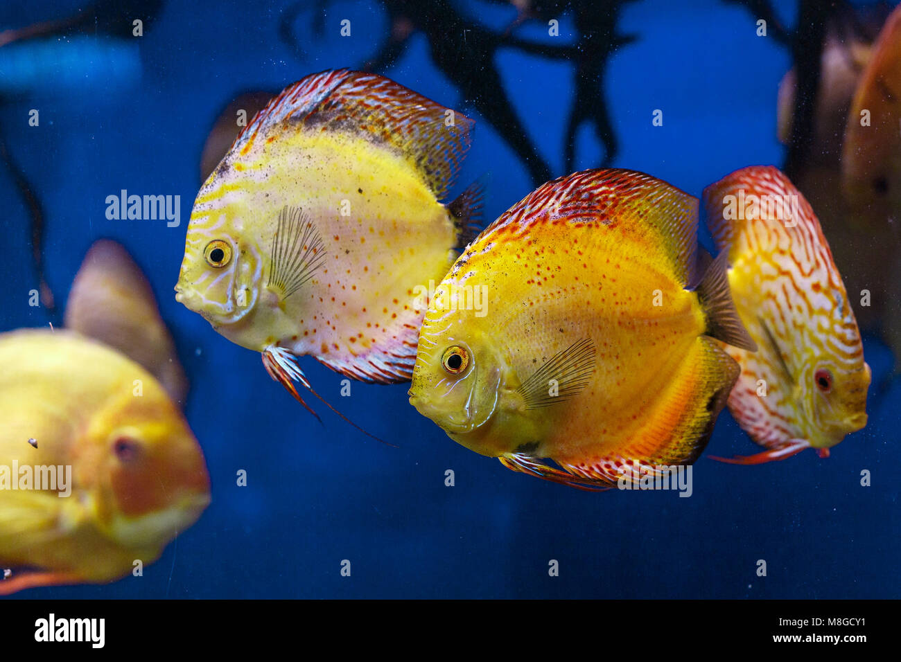 Blue discus symphysodon aequifasciatus Banque de photographies et d ...