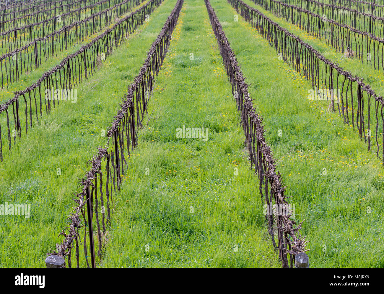 Guyot vine training system Banque de photographies et d’images à haute ...