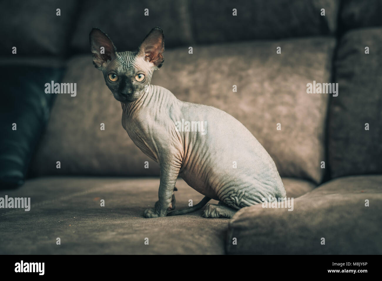 Egypt cat Banque de photographies et d’images à haute résolution - Alamy