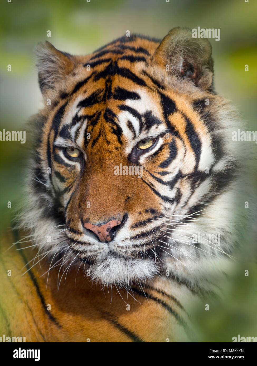 Beaux Nageurs Banque d'image et photos - Alamy