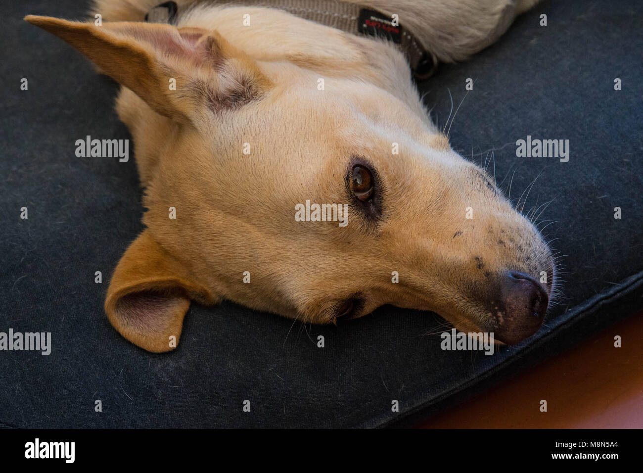 Anatomie chien couché Banque de photographies et d’images à haute ...