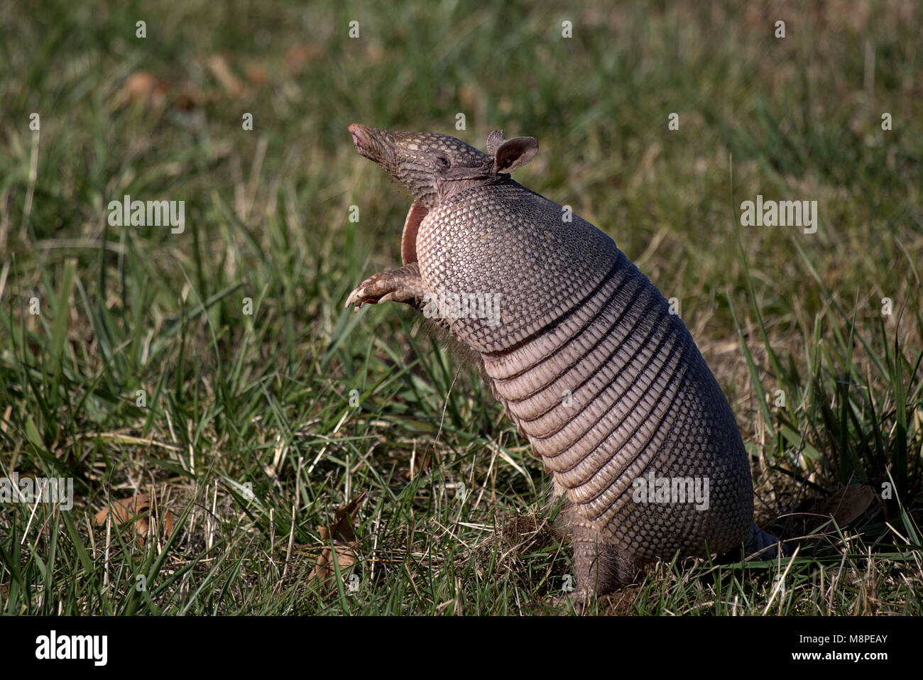 Le tatou Banque de photographies et d’images à haute résolution - Alamy