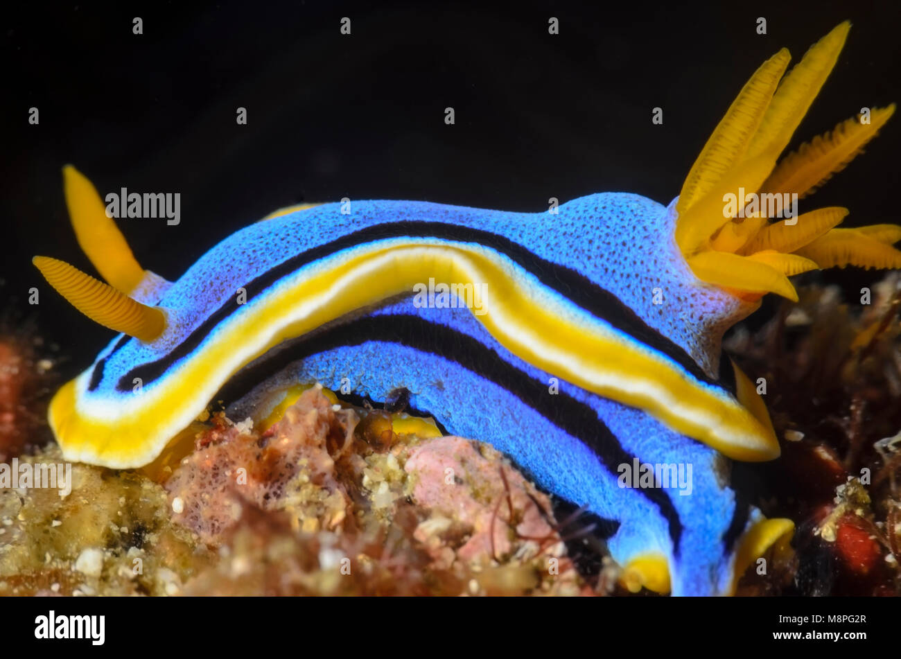 Limaces de mer nudibranchia Banque de photographies et d’images à haute ...