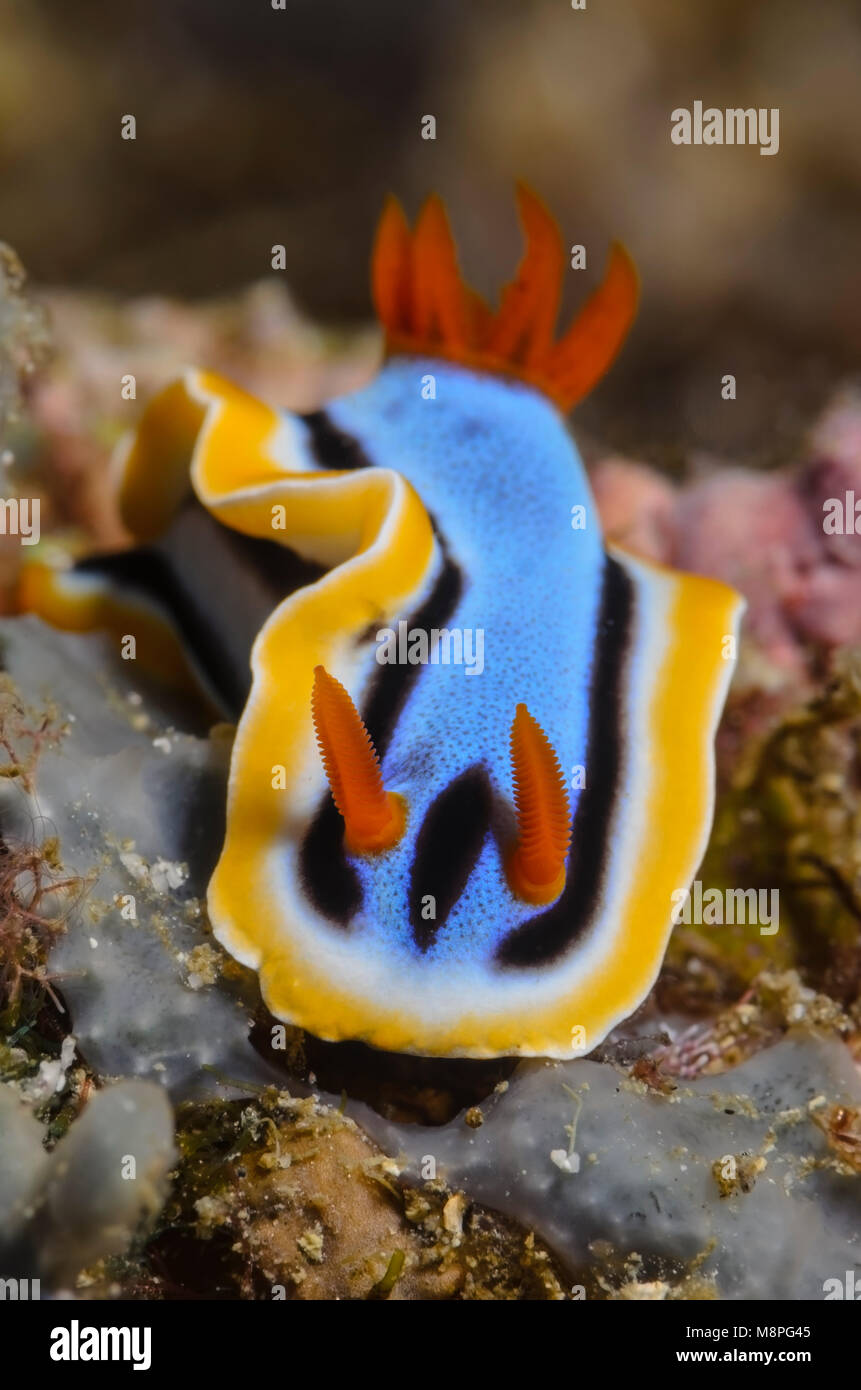 Limaces de mer nudibranchia Banque de photographies et d’images à haute ...