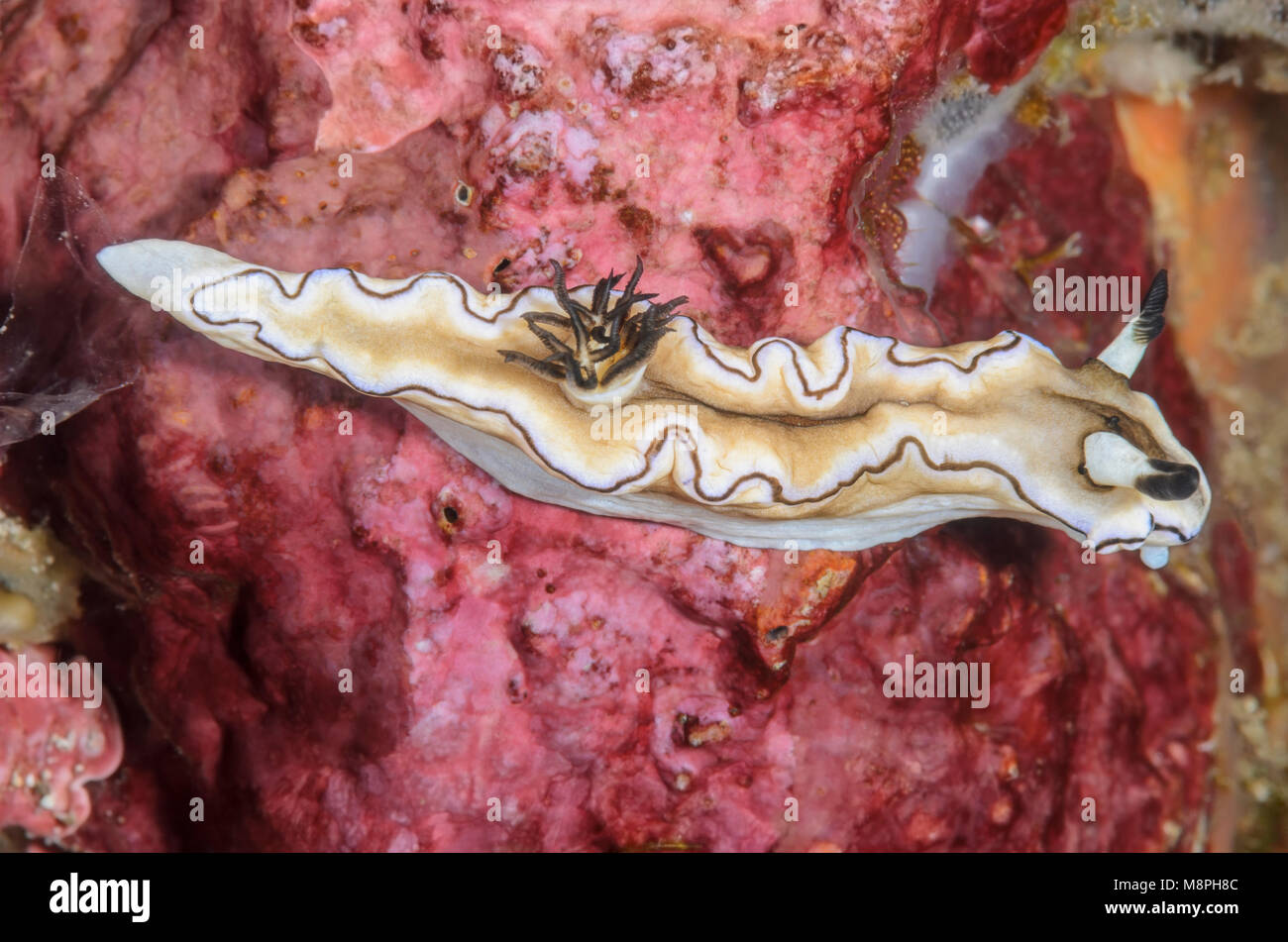 Limace de mer ou Doriprismatica atromarginata nudibranche, Anilao ...
