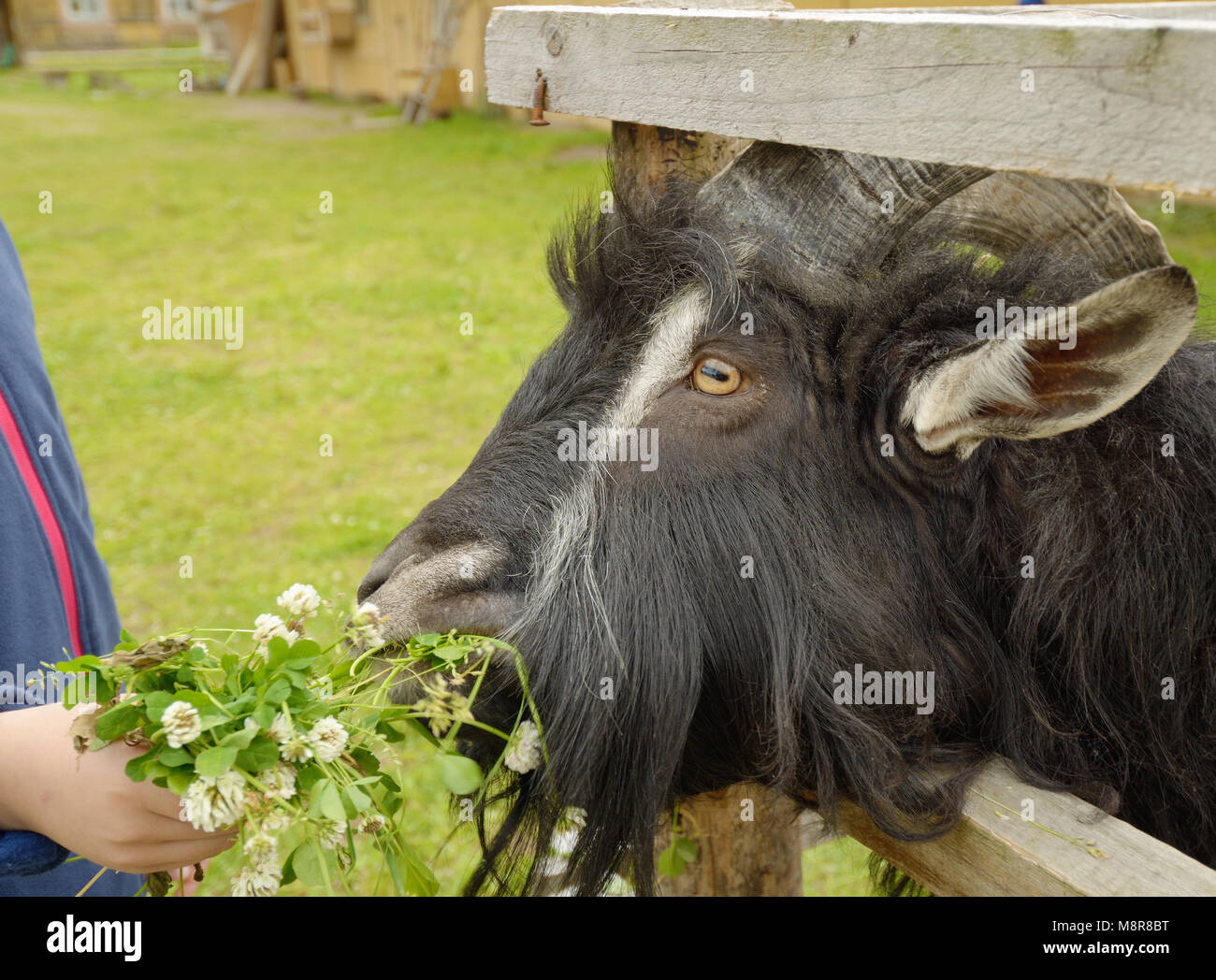 Chèvre avec grandes cornes derrière la barrière de la ferme.L'enfant le ...