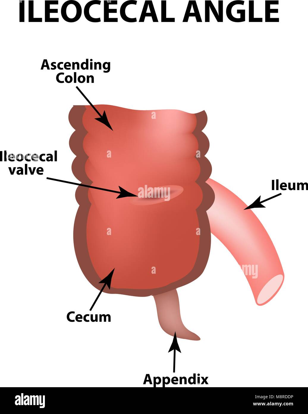 Angle Ileocecal. Valve Ileocecal. Bauginiev s'amortisseur. L'iléon, le ...