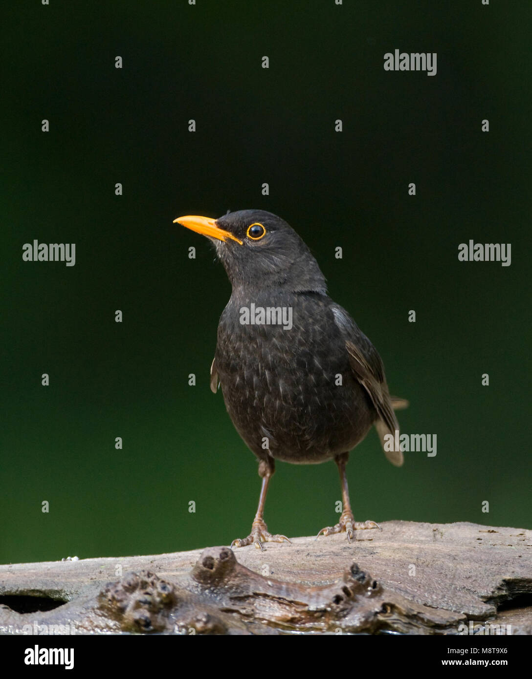 Merle turdus merula Banque de photographies et d’images à haute ...