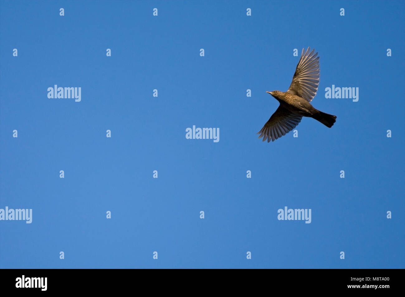 Turdus merula flying Banque de photographies et d’images à haute ...