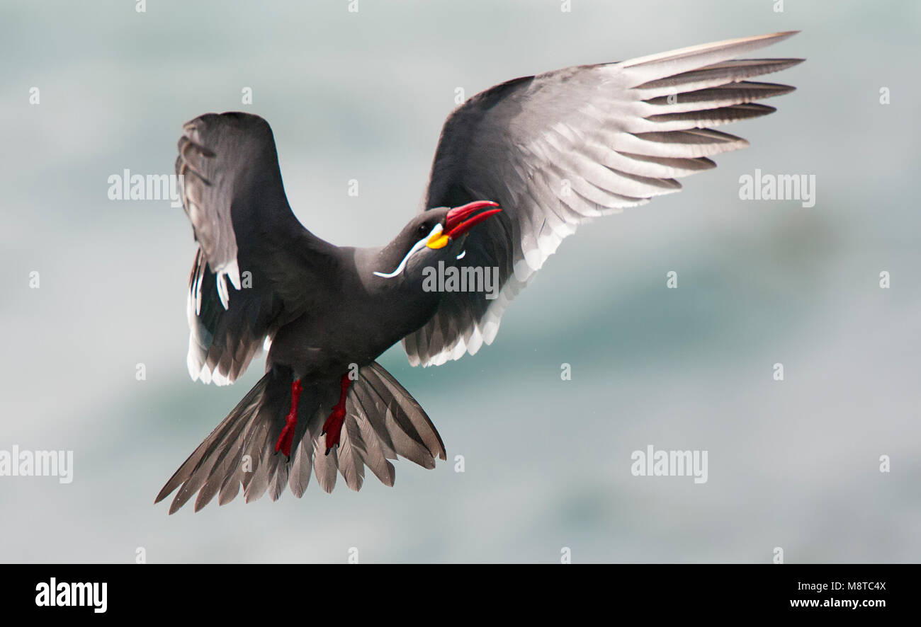Inca sterne larosterna inca Banque de photographies et d’images à haute ...