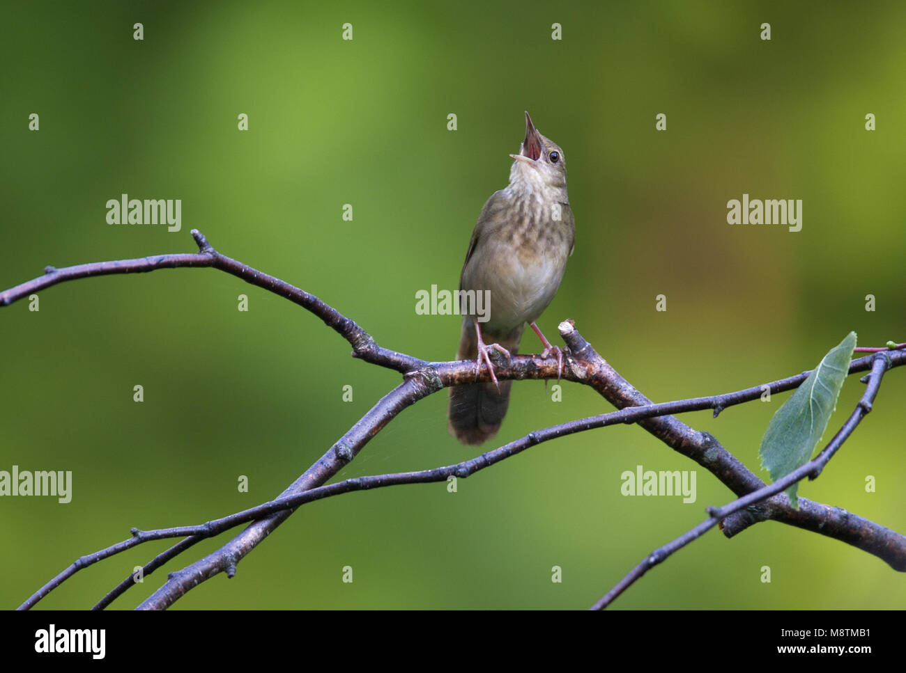 Locustelle fluviatile Banque de photographies et d’images à haute résolution - Alamy