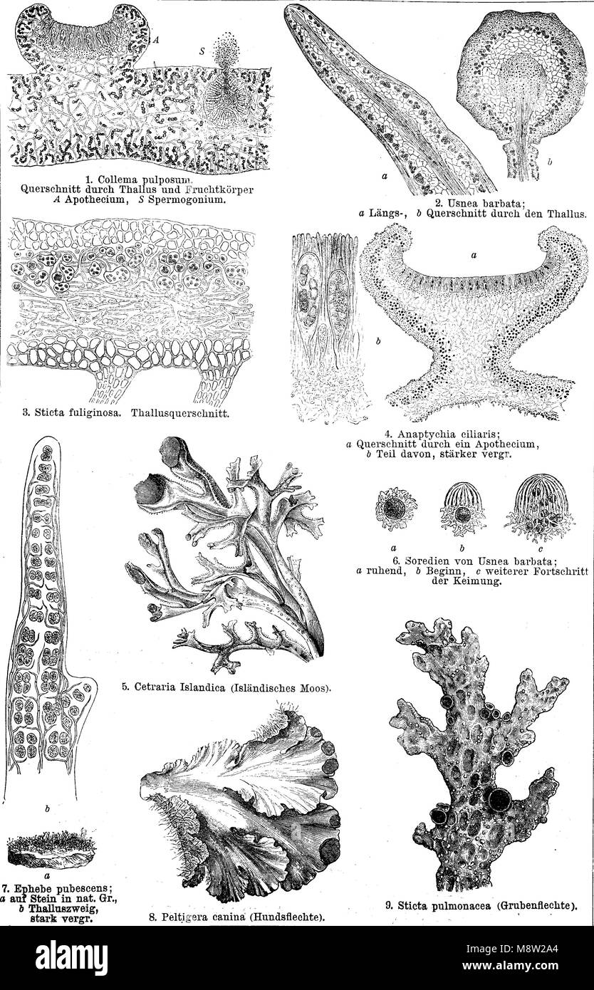 Collema pulposum Banque de photographies et d’images à haute résolution ...