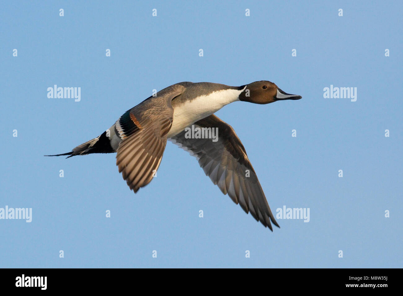 Pijlstaart mannetje dans viaje en avión ; Le Canard pilet mâle en vol ...